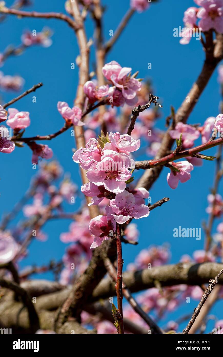 Peach orchard hi-res stock photography and images - Alamy