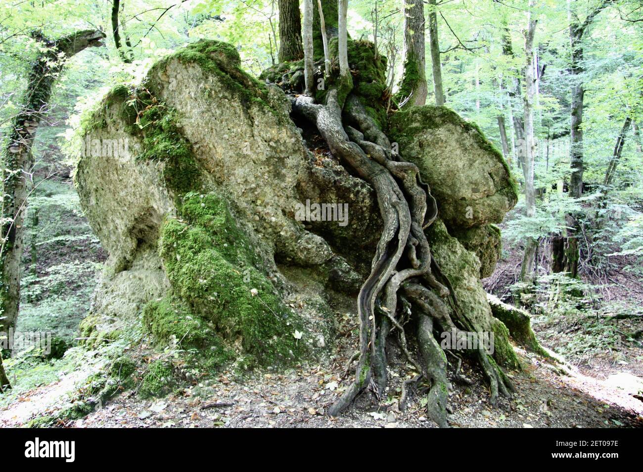 A closeup shot of tree roots covered in moss in a forest Stock Photo ...