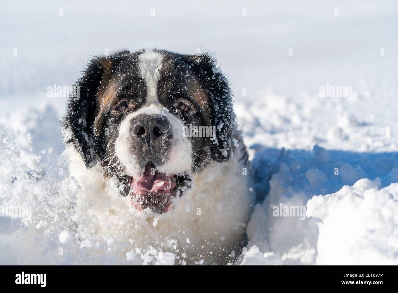 portrait of a purebred Saint Bernard in front of white background Stock ...