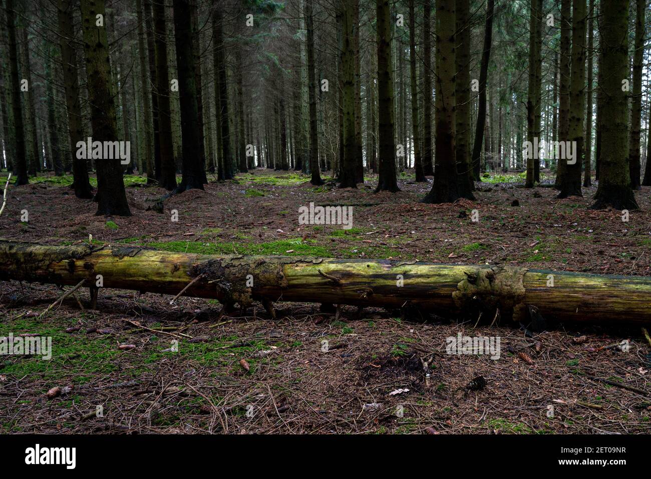 A tree log on the ground in a beautiful dark pine forest. Picture from ...
