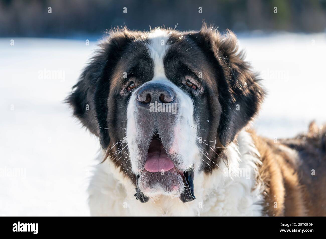Saint Bernard closeup Portrait purebred dog playing around in snow ...