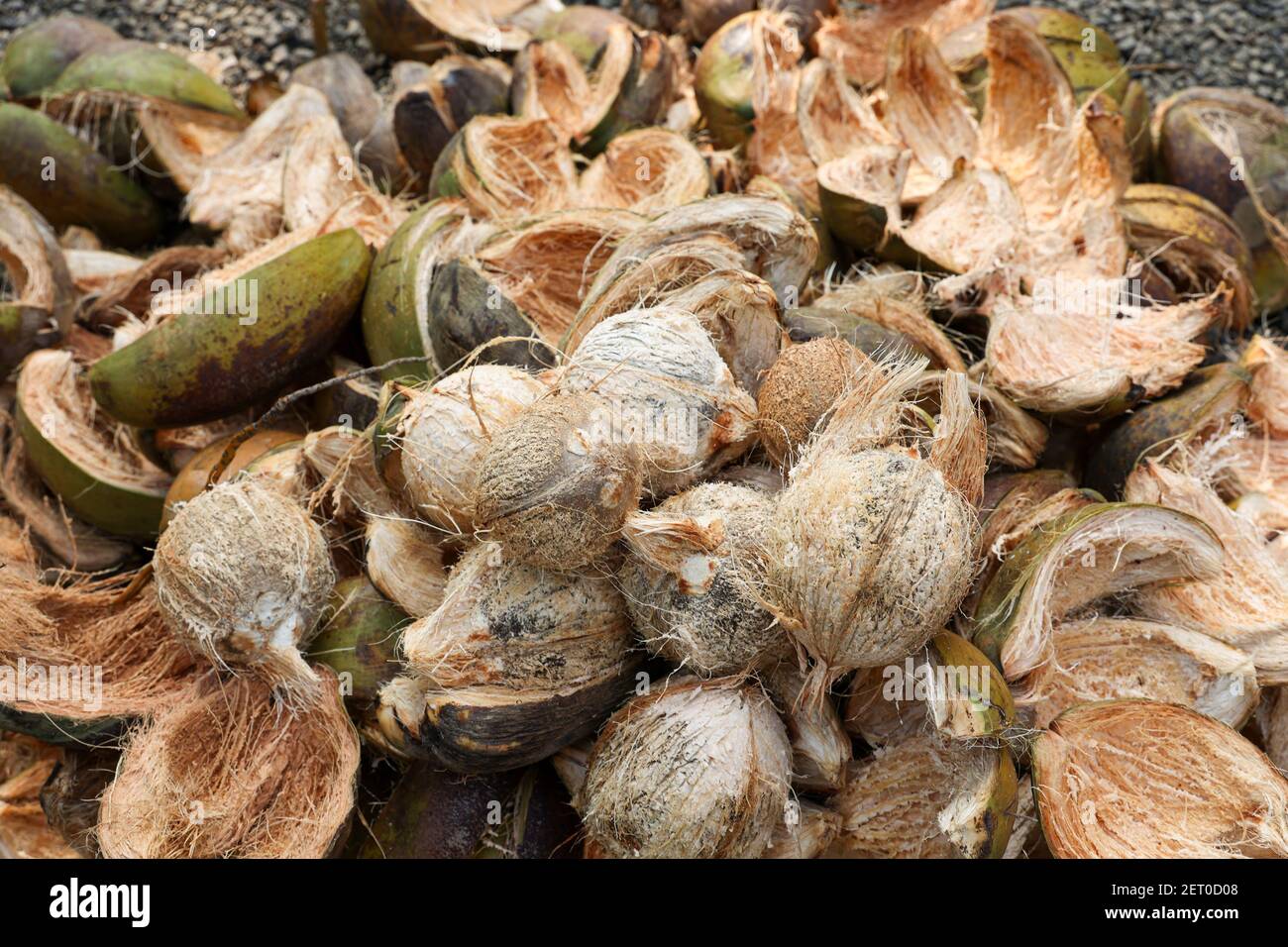 Coconut cut in half and whole coconuts in organic farm. A lot or heap ...