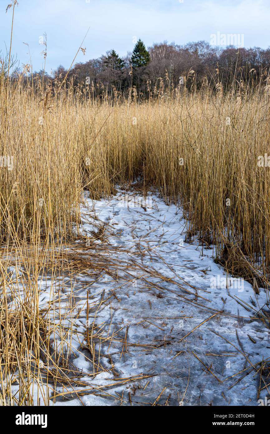 Tall grass in a marshy wetland. Ice and snow. Picture from Lund ...