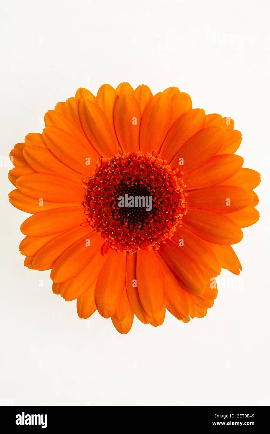 Orange flower isolated on white background Stock Photo - Alamy