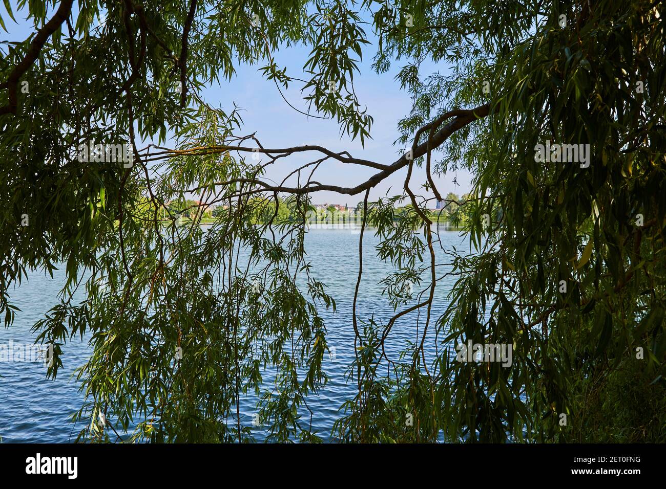 A view through the trees Stock Photo - Alamy