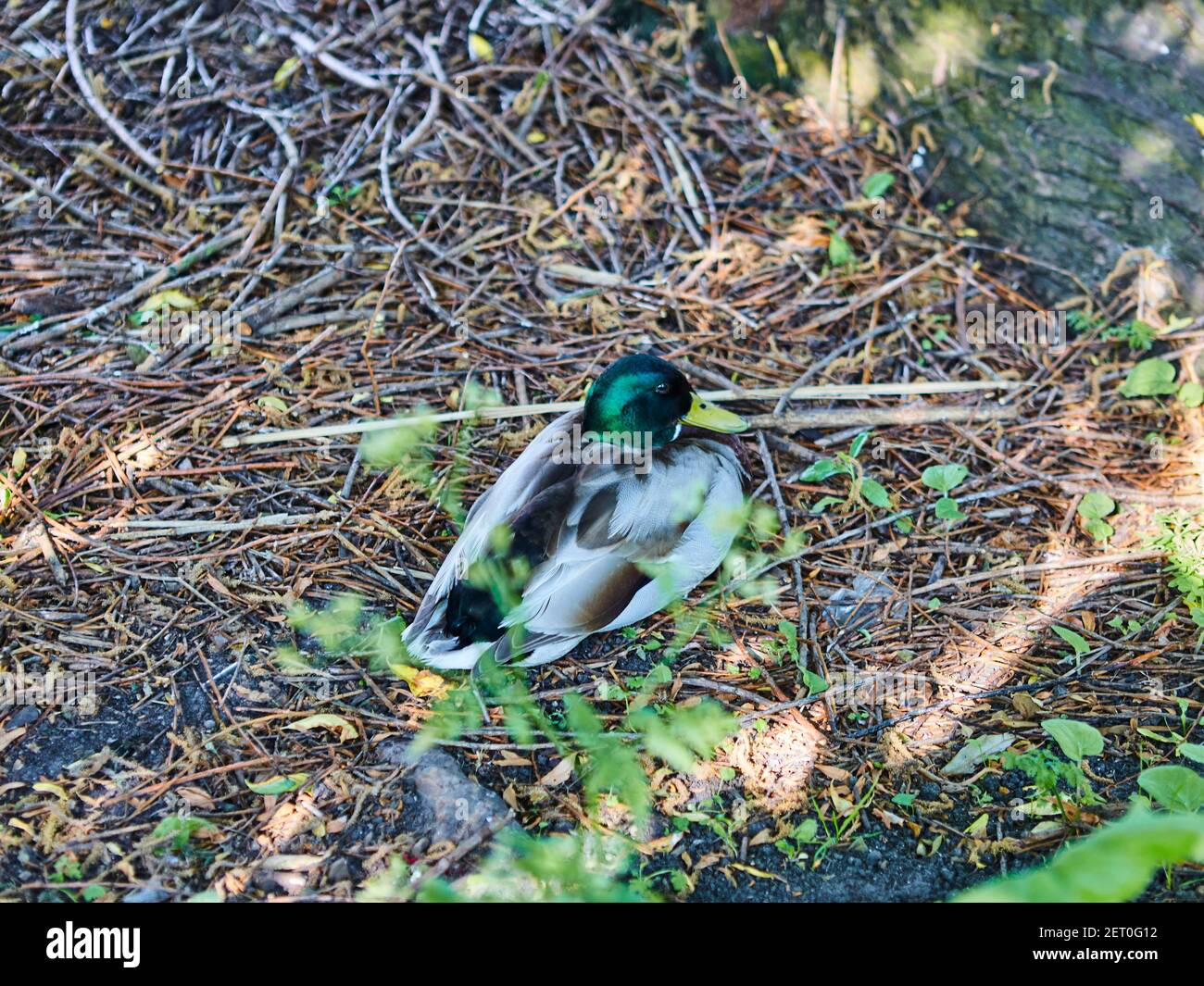 Danish duck hi-res stock photography and images - Alamy