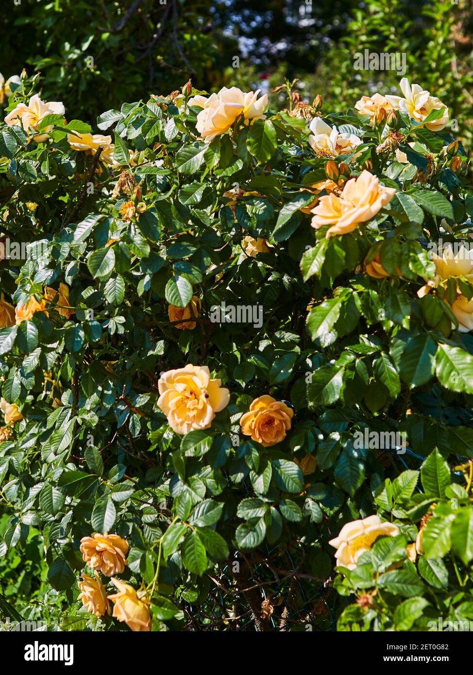 An orange rose bush Stock Photo - Alamy