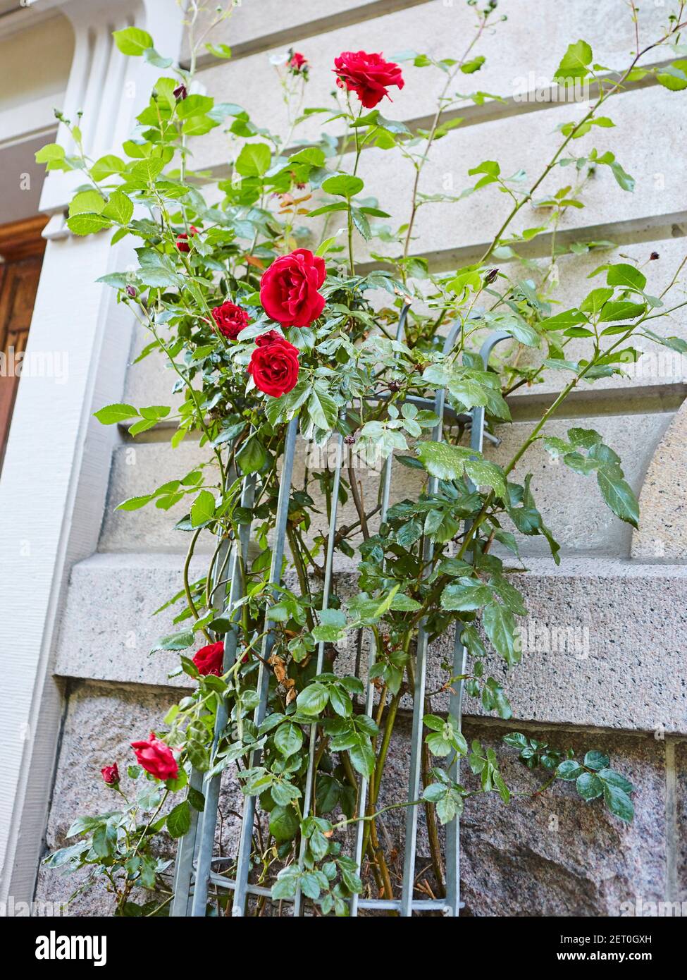 Red roses growing up a concrete building wall Stock Photo - Alamy