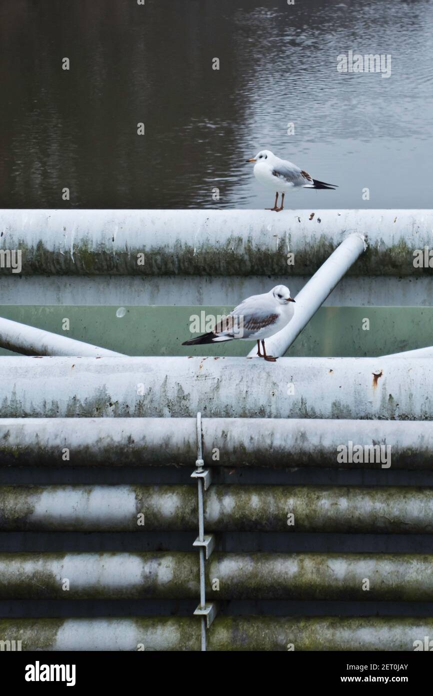 Standing birds hi-res stock photography and images - Alamy