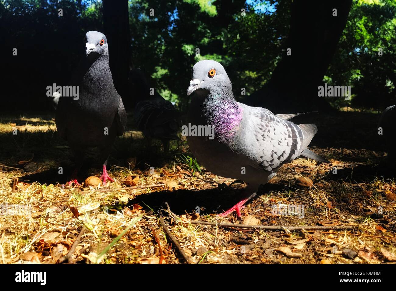 Forest pigeons hi-res stock photography and images - Alamy