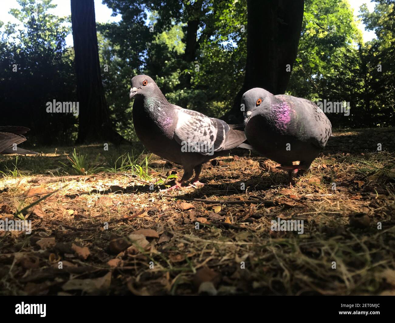 Forest pigeons hi-res stock photography and images - Alamy