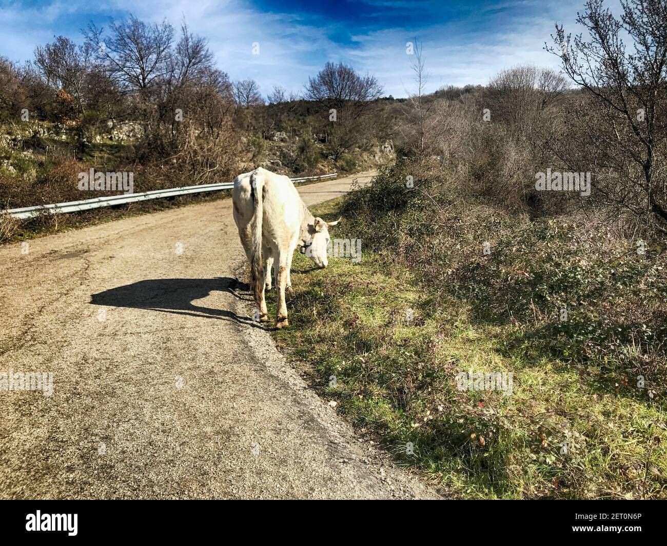 Cow Is Looking Sideways High Resolution Stock Photography and Images ...