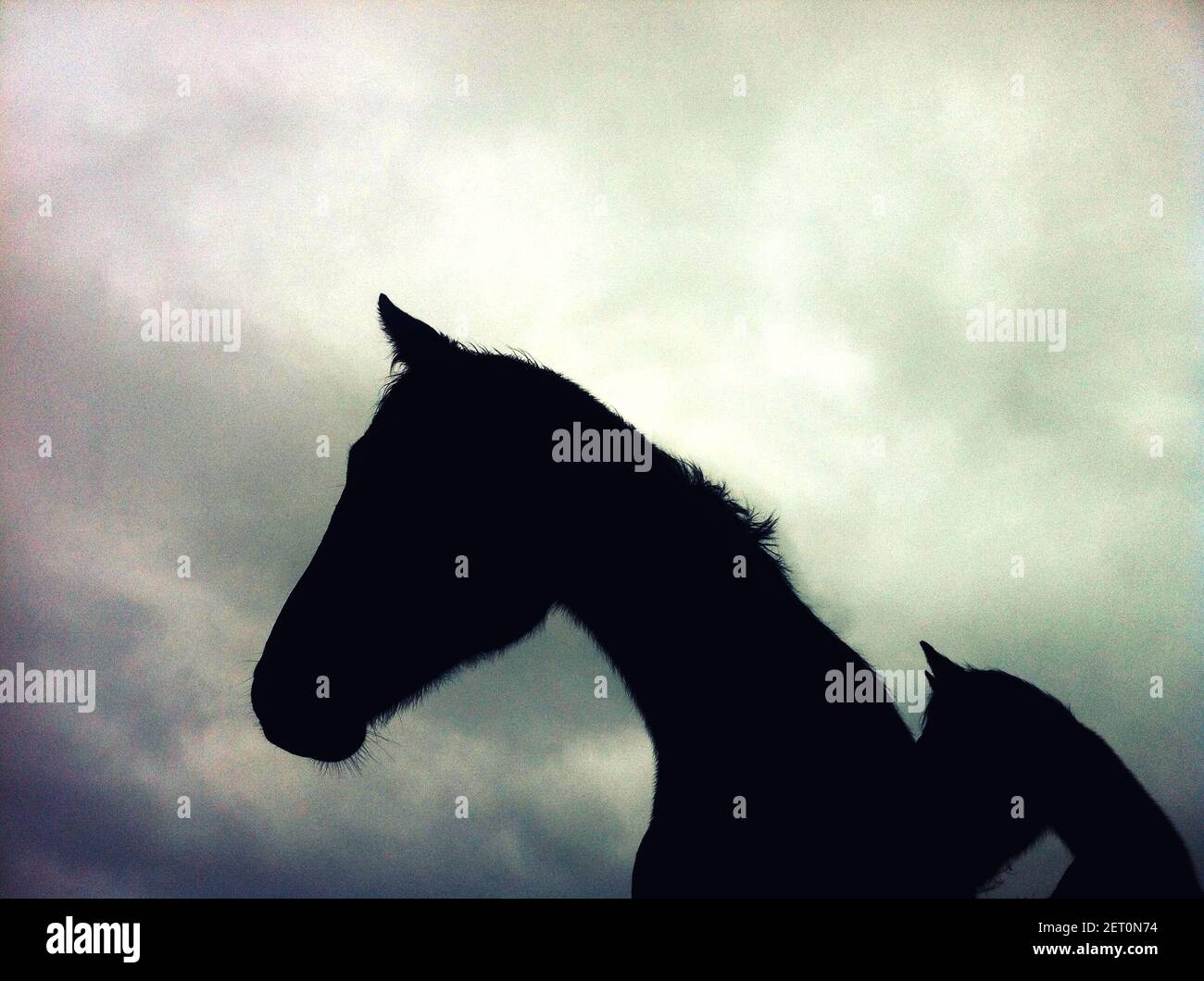 Two horse heads hi-res stock photography and images - Alamy