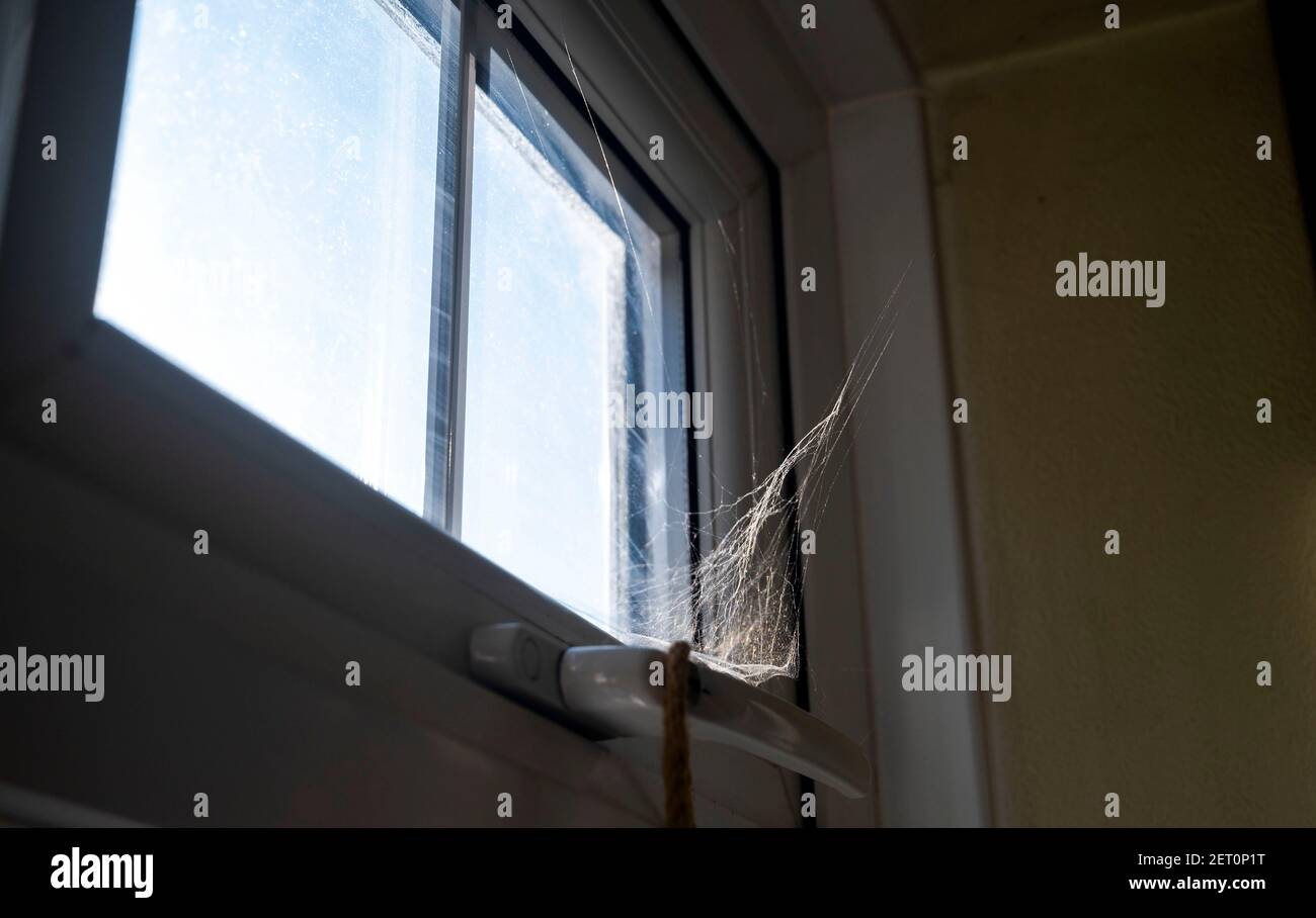 Cobweb in corner of ceiling of home which needs cleaning Stock Photo ...