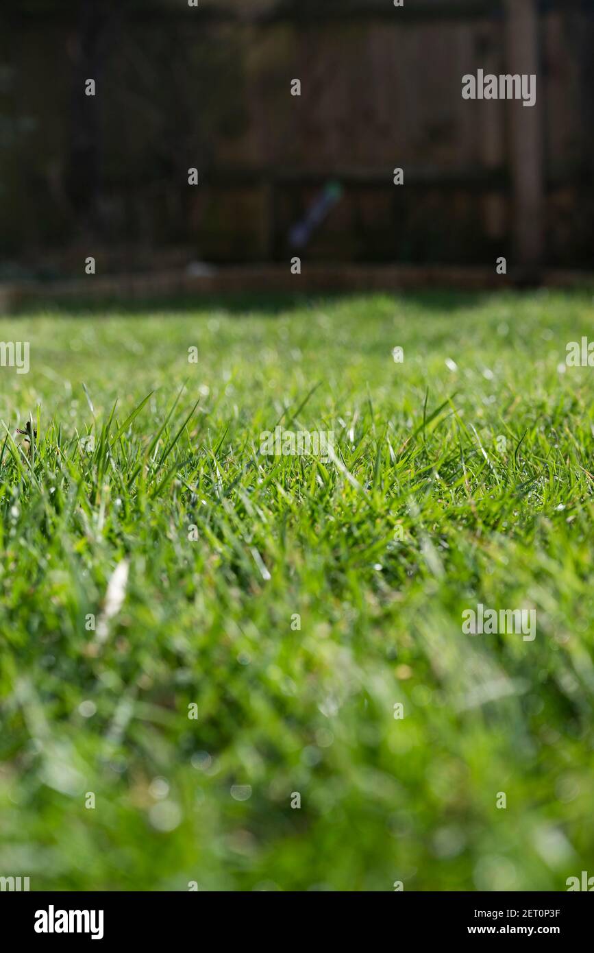 Green grass lawns hi-res stock photography and images - Alamy