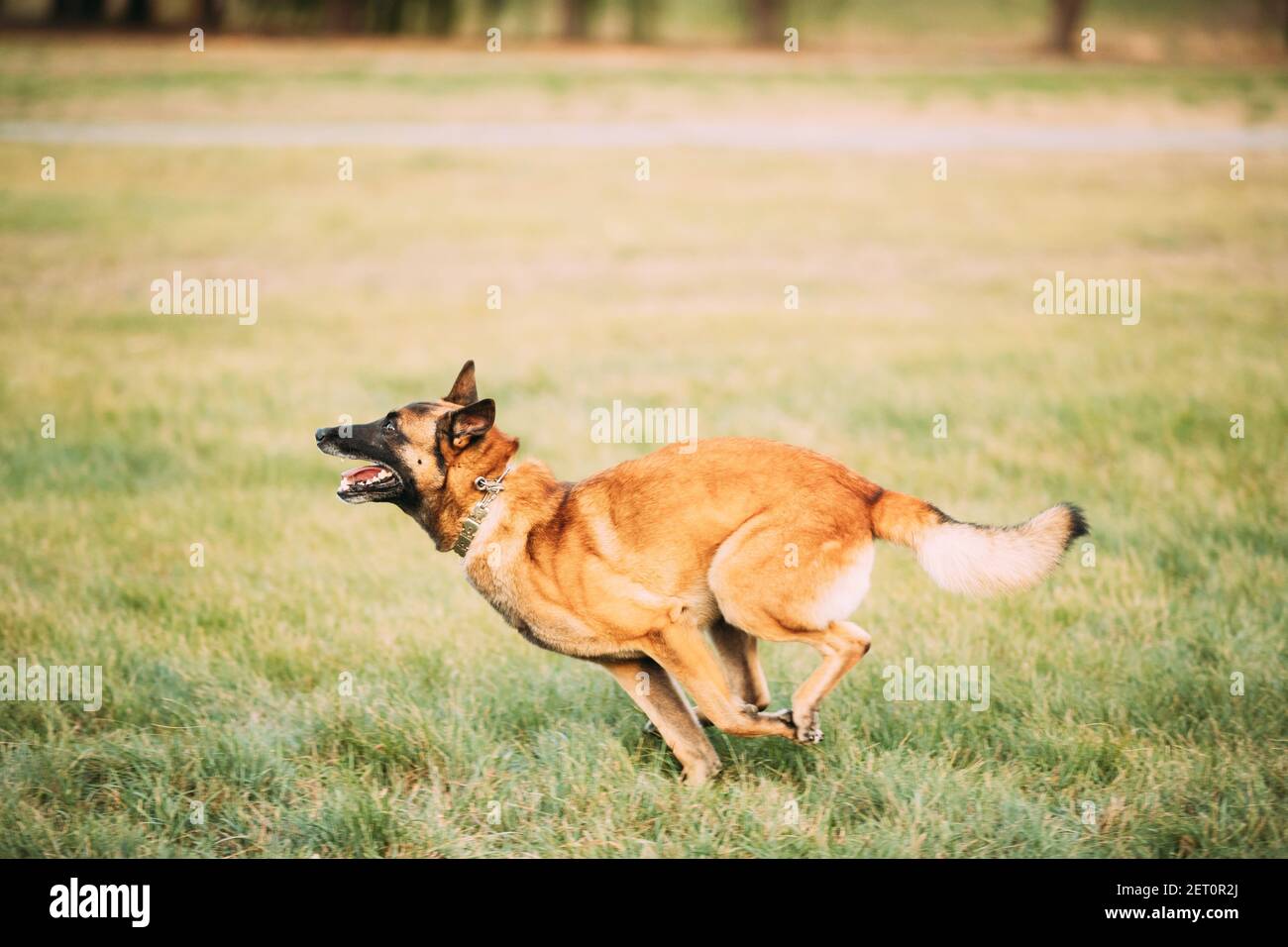 Jumping belgian malinois hi-res stock photography and images - Alamy