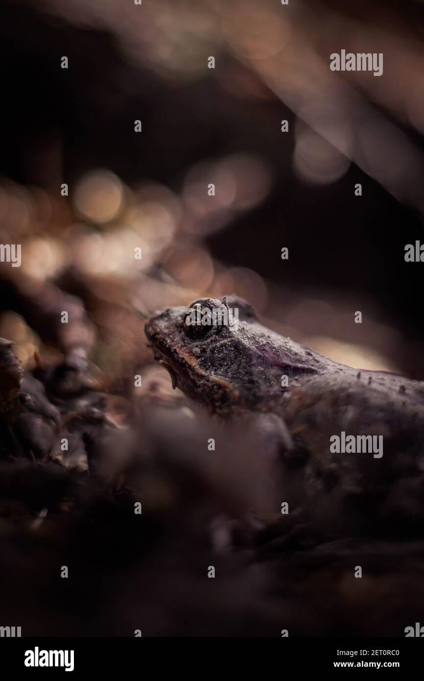 Snow tree frog hi-res stock photography and images - Alamy