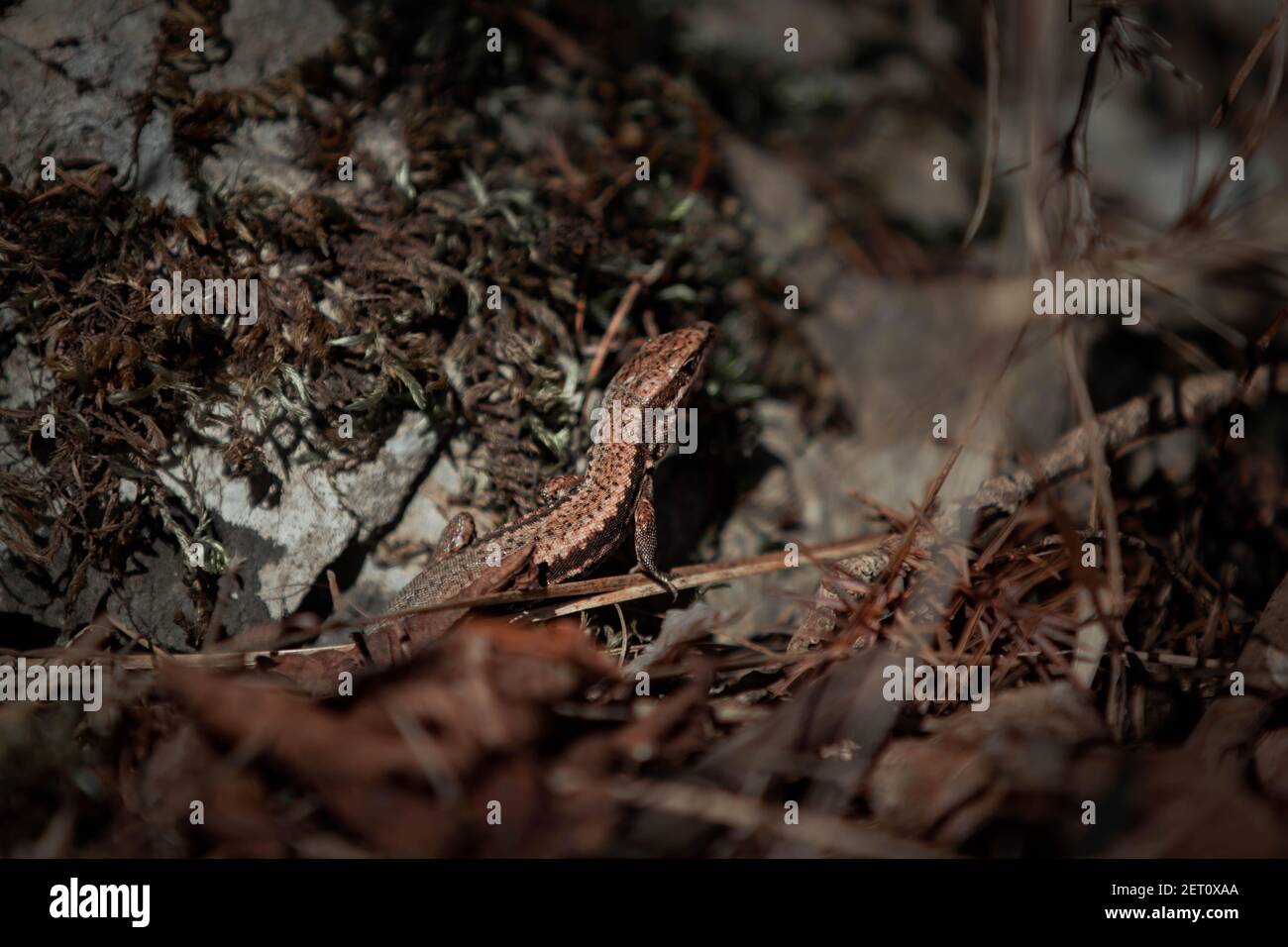Lizard in nature hi-res stock photography and images - Alamy