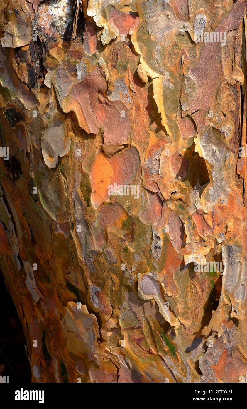 Bark pine fir conifer hi-res stock photography and images - Alamy