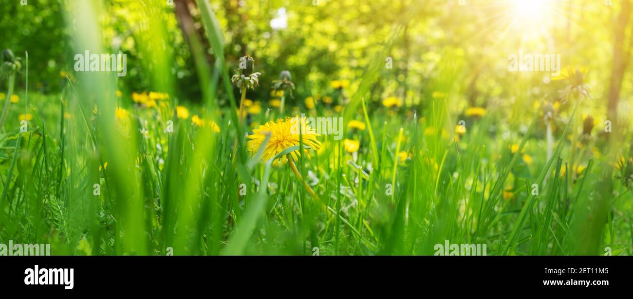 Green field with yellow dandelions in spring on the ground Stock Photo ...