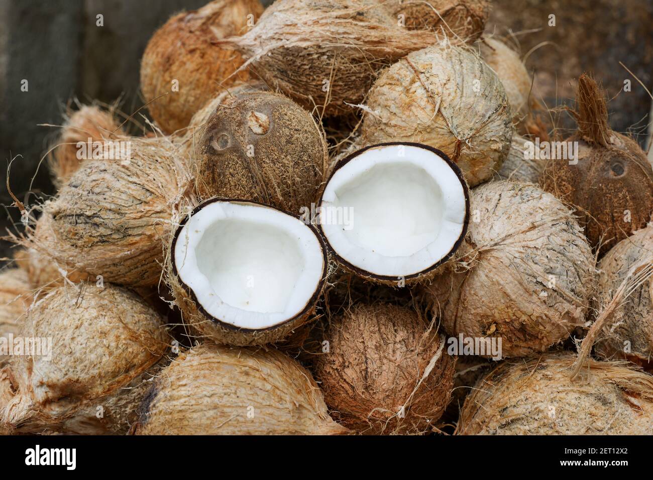 Coconut cut in half and whole coconuts in organic farm. A lot or heap ...