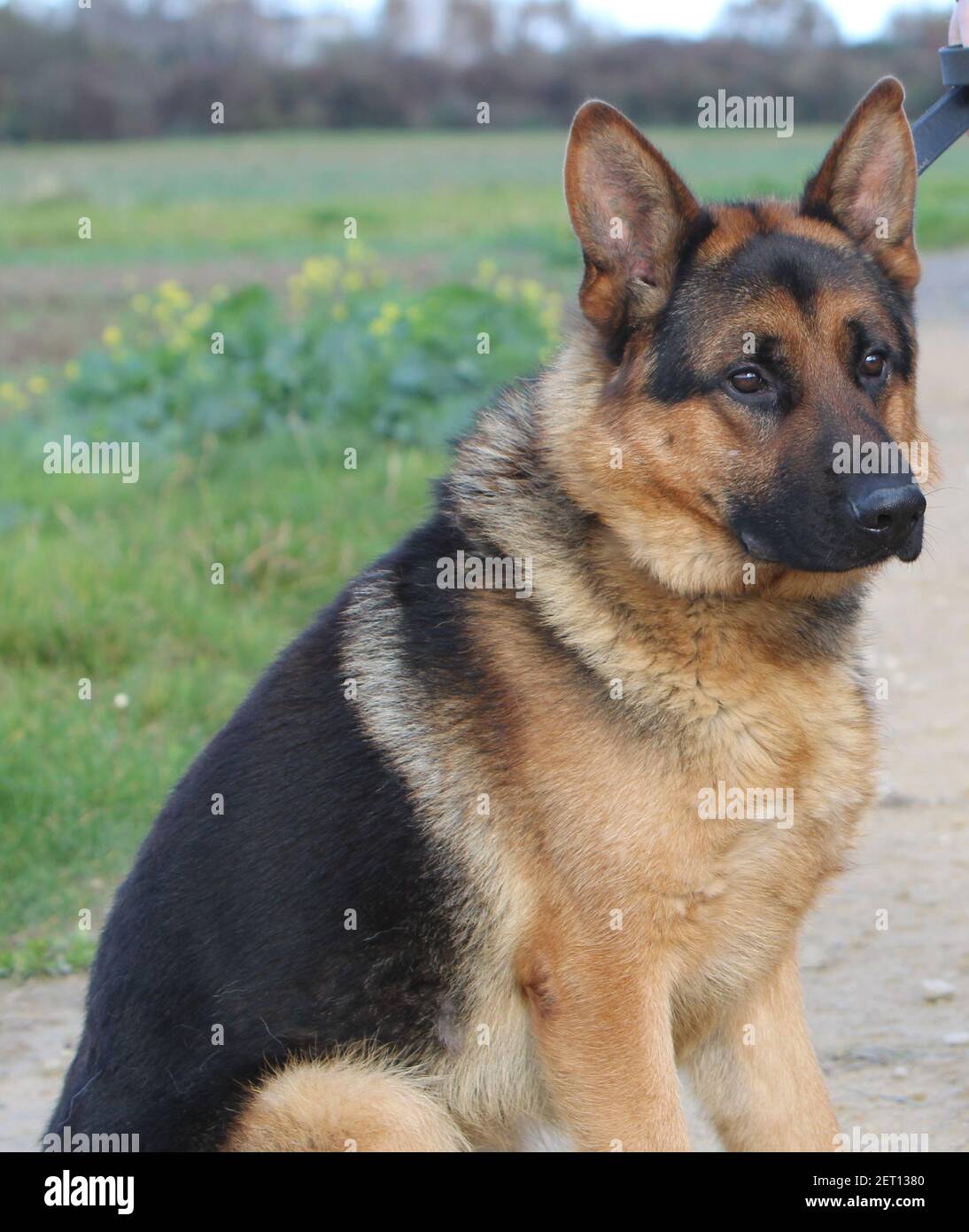Are Basque Shepherd Dog Aggressive