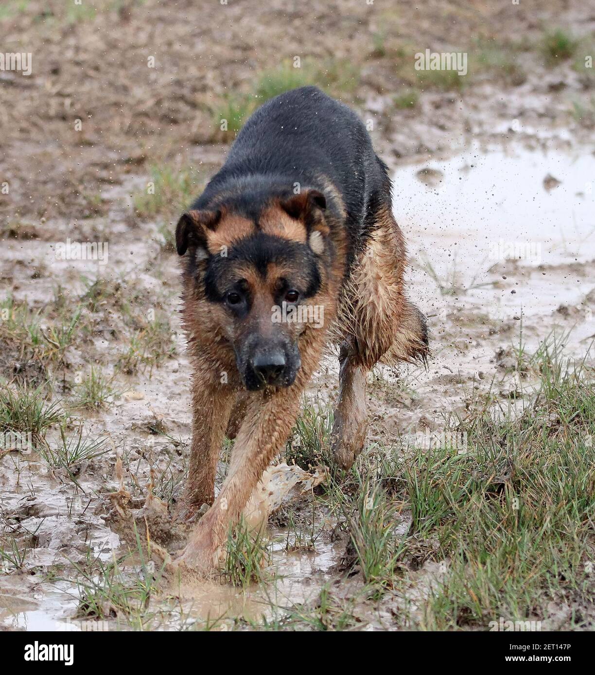 German Shepherd dog Stock Photo - Alamy