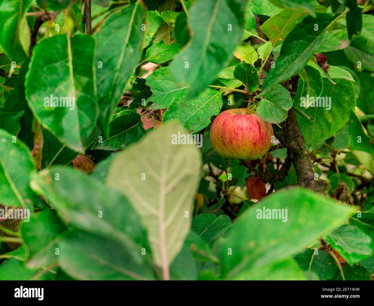 Deep red fruits hi-res stock photography and images - Alamy