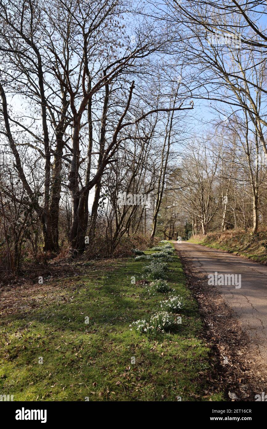 Woodland track dappled in sun hi-res stock photography and images - Alamy