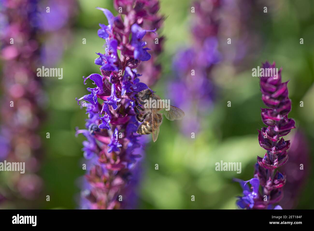 close-up of a honey bee harvesting on blue and purple sage blossoms ...