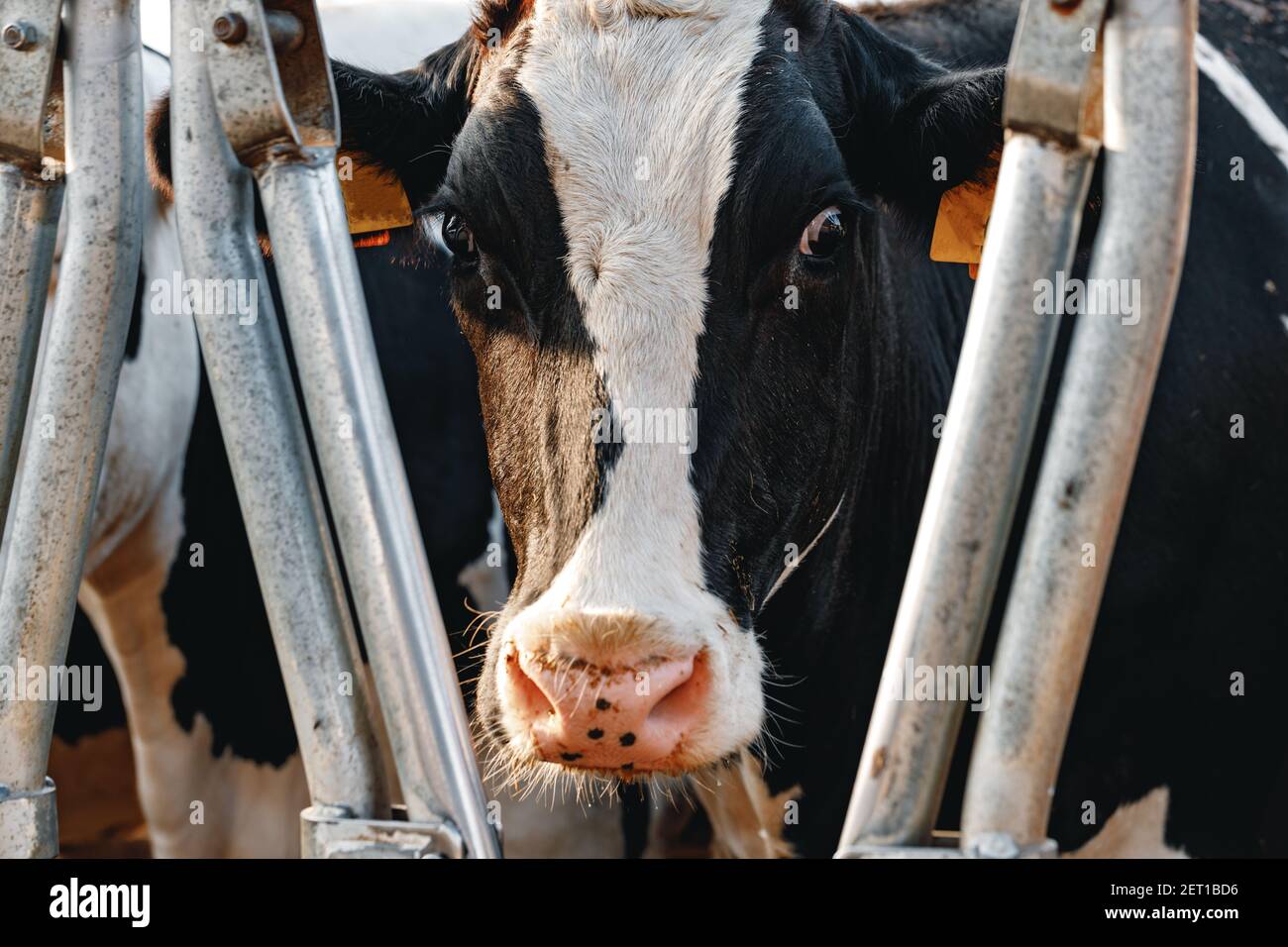 Black white spotty cows hi-res stock photography and images - Alamy