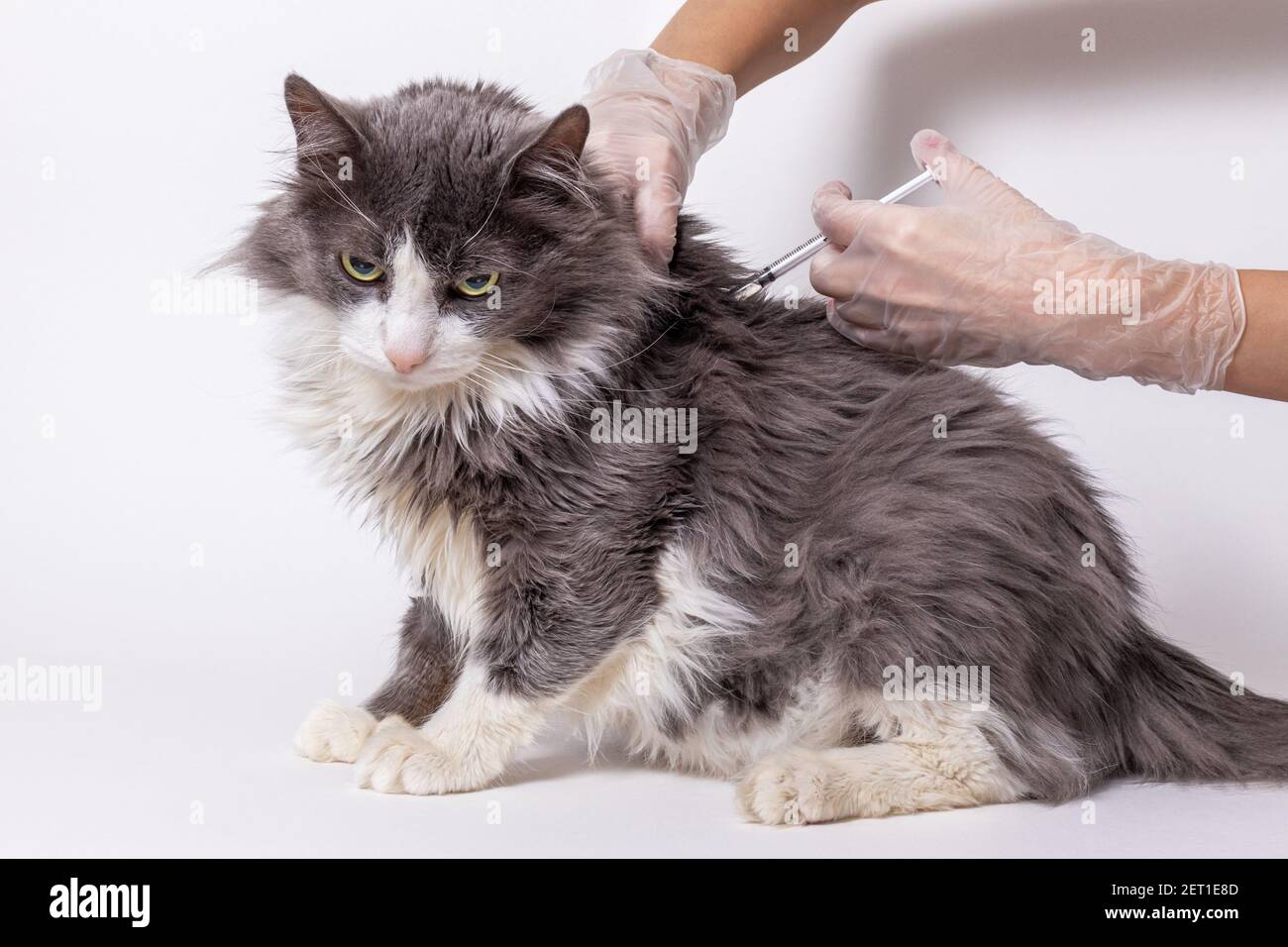 Veterinarian giving injection sick hi-res stock photography and images ...