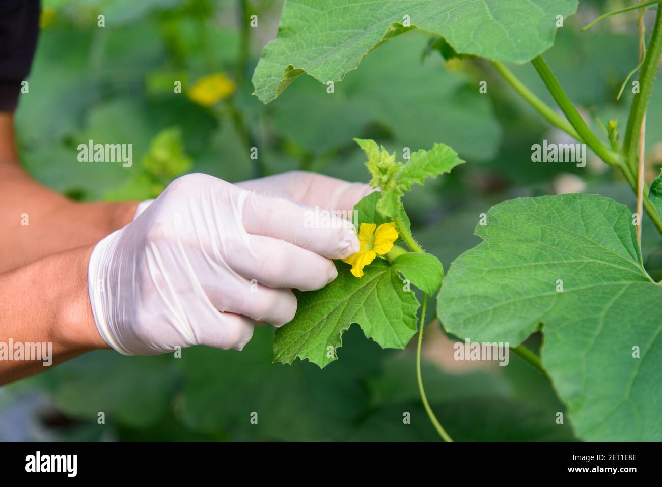 Use paintbrush for Pollinate of Melon flower in green house Stock Photo ...