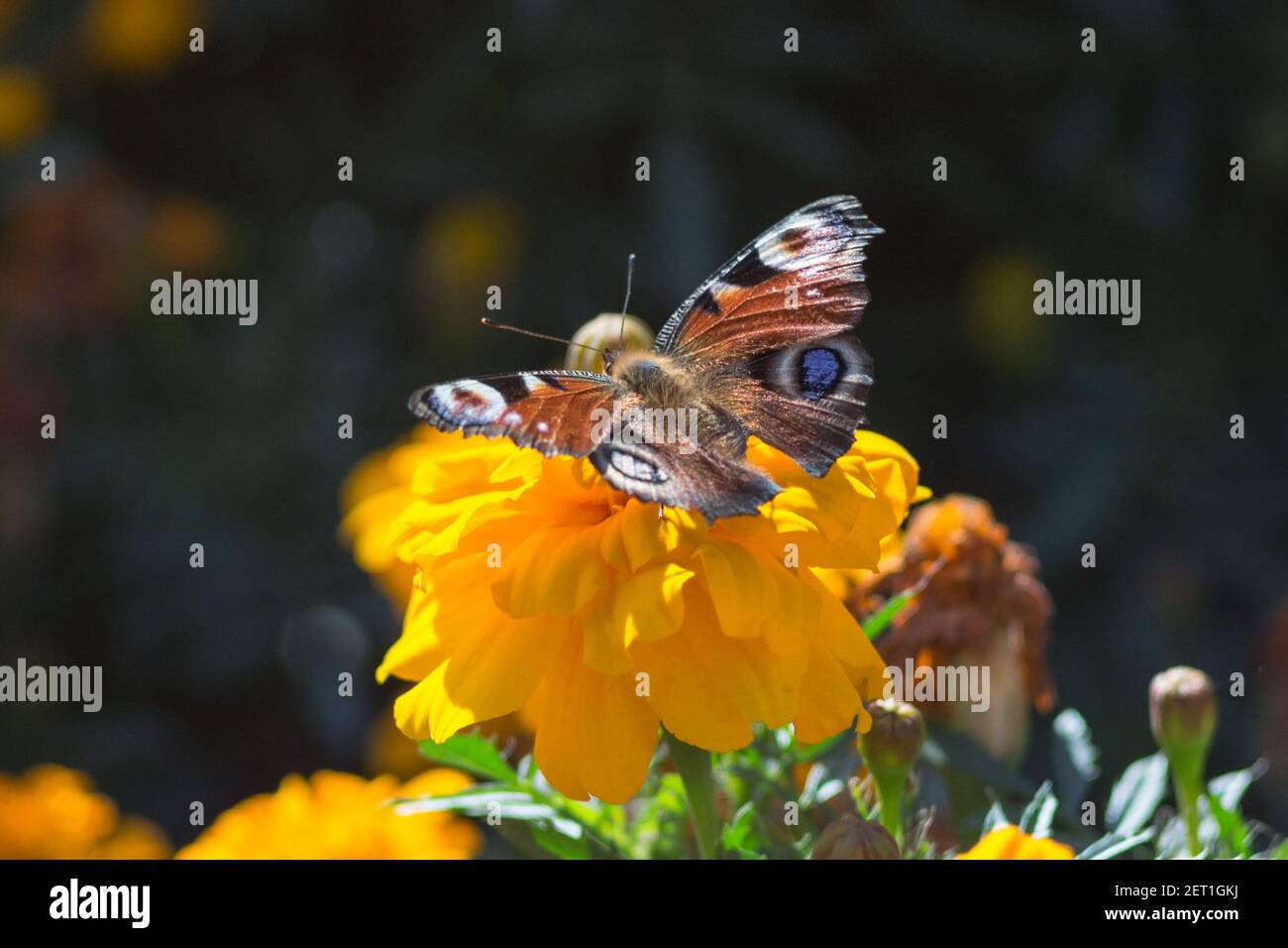 Outdoor butterfly hi-res stock photography and images - Alamy