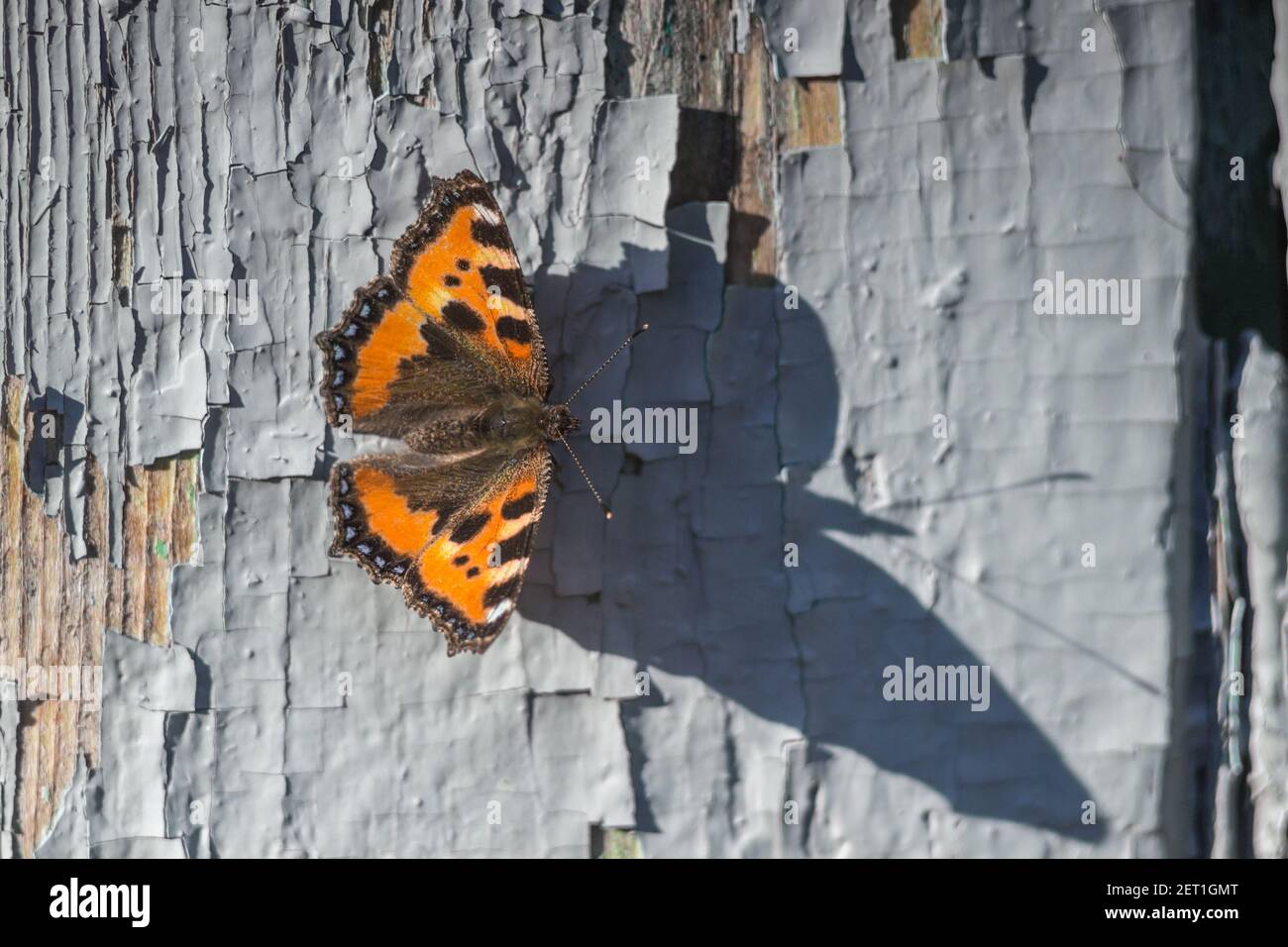 Rustic butterfly hi-res stock photography and images - Alamy