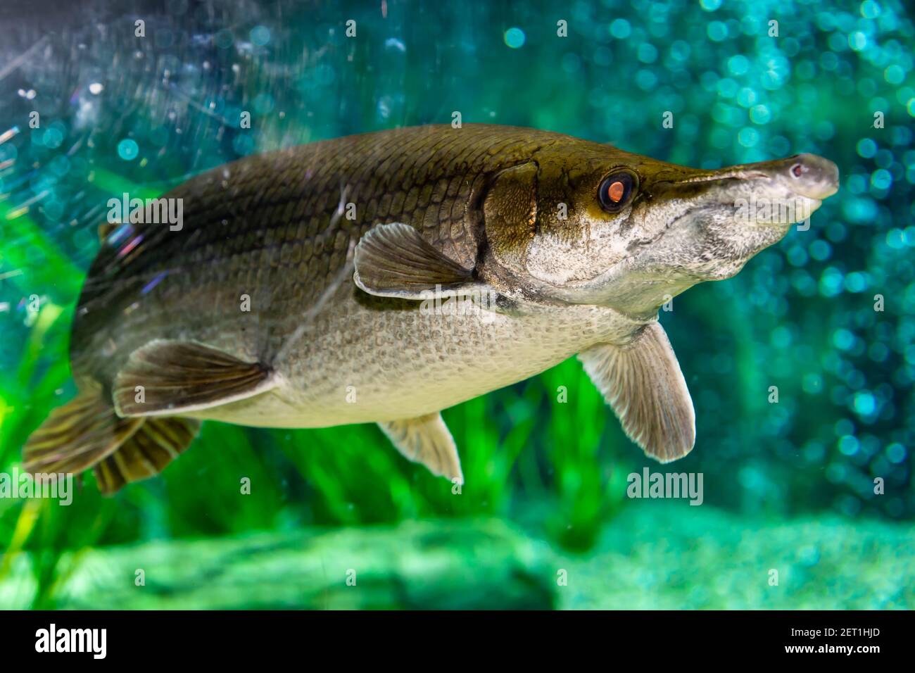 Arapaima tongue hi-res stock photography and images - Alamy