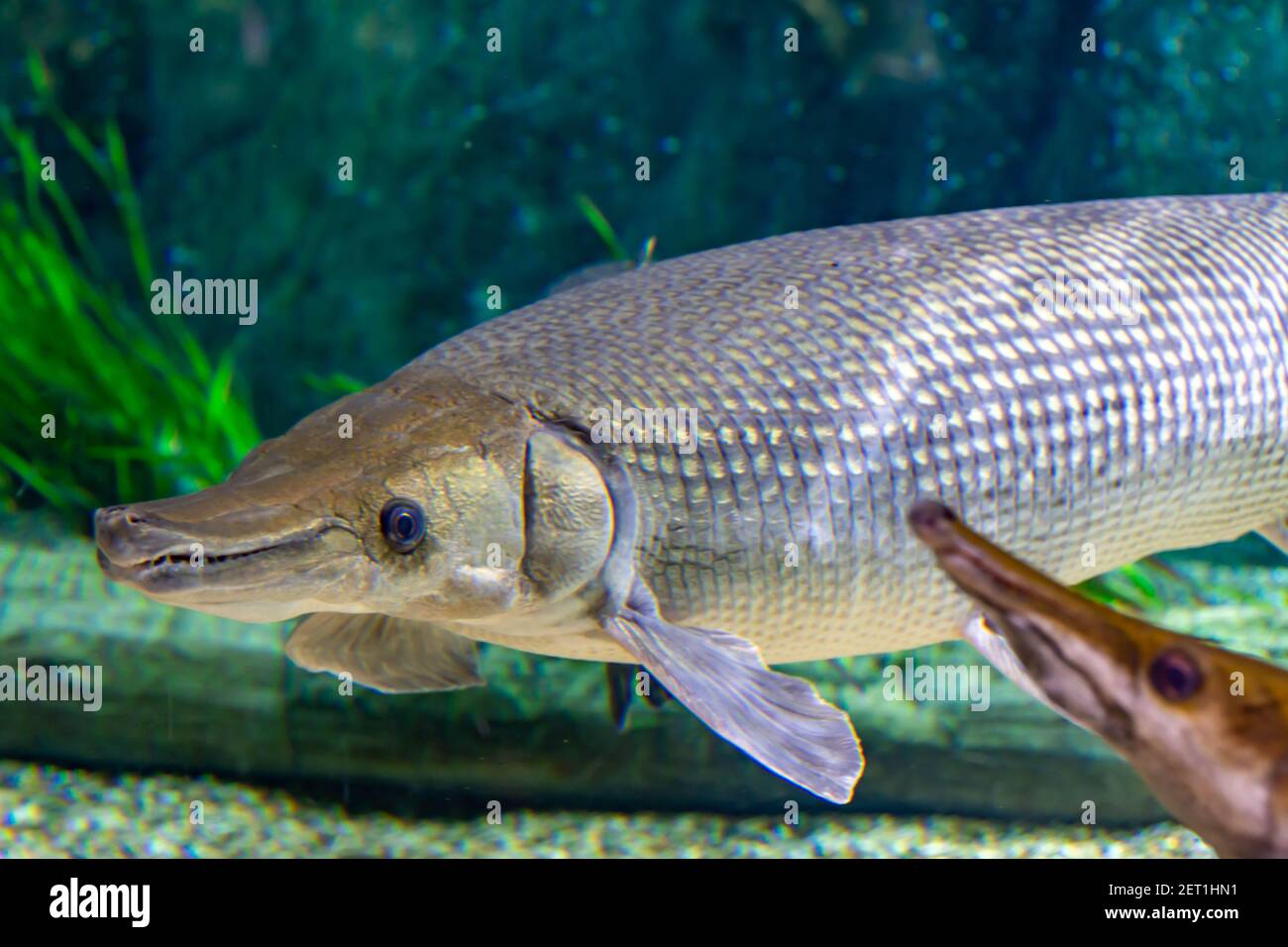 Arapaima gigas, also known as pirarucu, is a species of arapaima native ...