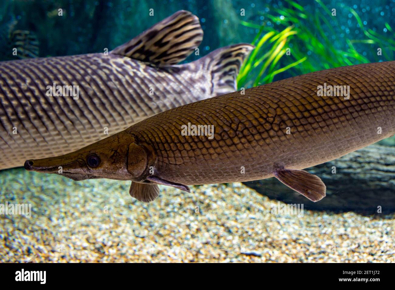 Arapaima tongue hi-res stock photography and images - Alamy