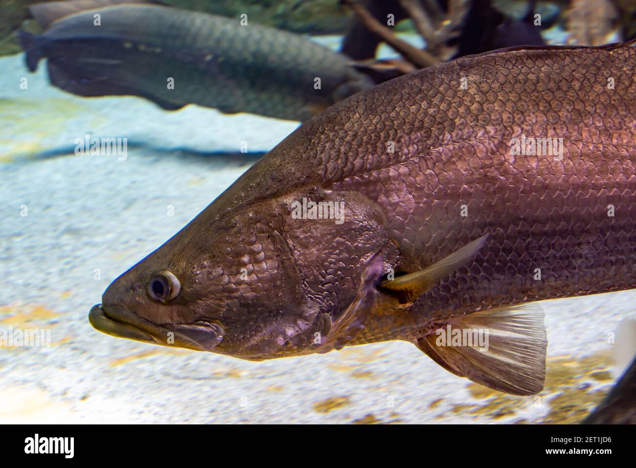Arapaima gigas, also known as pirarucu, is a species of arapaima native ...