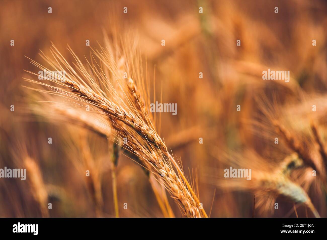 Ripe barley ears in field, cereal grain ready for harvest, selective ...