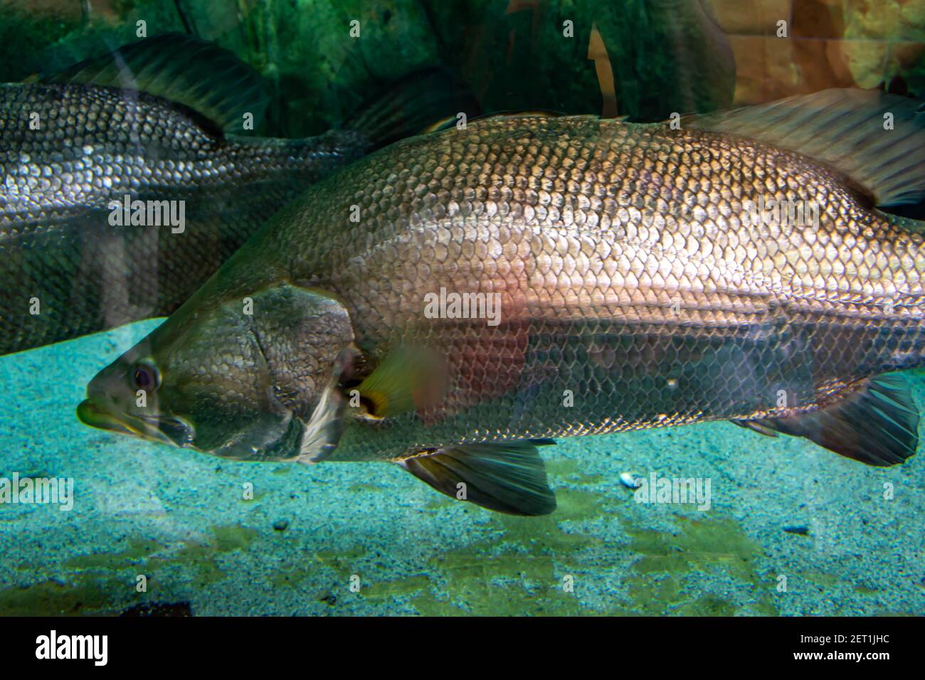 Arapaima gigas, also known as pirarucu, is a species of arapaima native ...