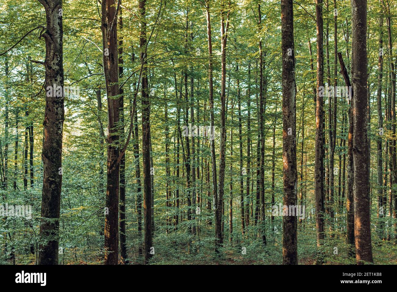 Deciduous forest summer hi-res stock photography and images - Alamy