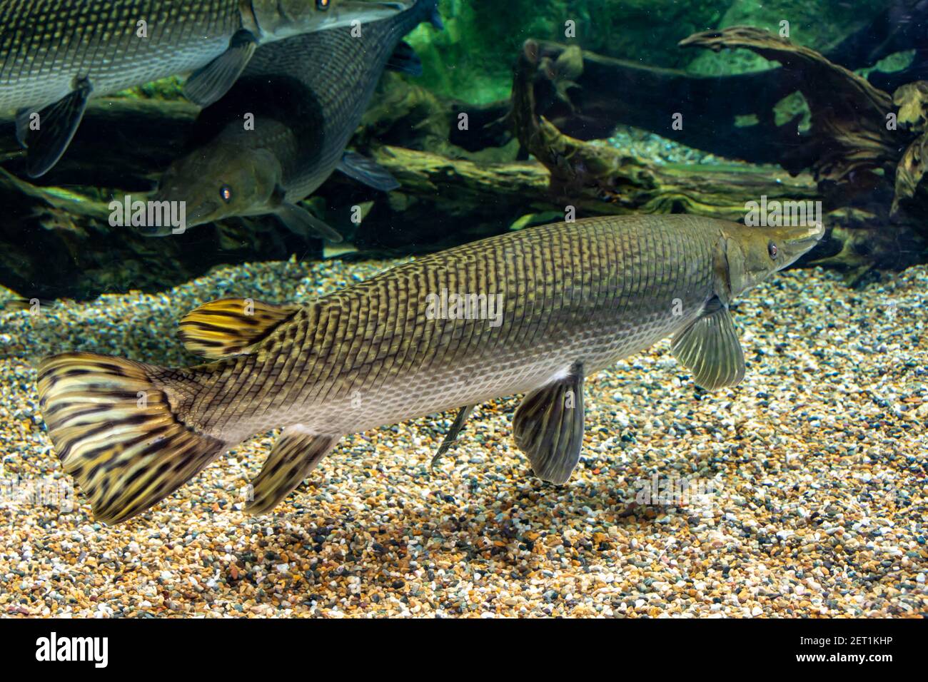 Arapaima gigas, also known as pirarucu, is a species of arapaima native ...