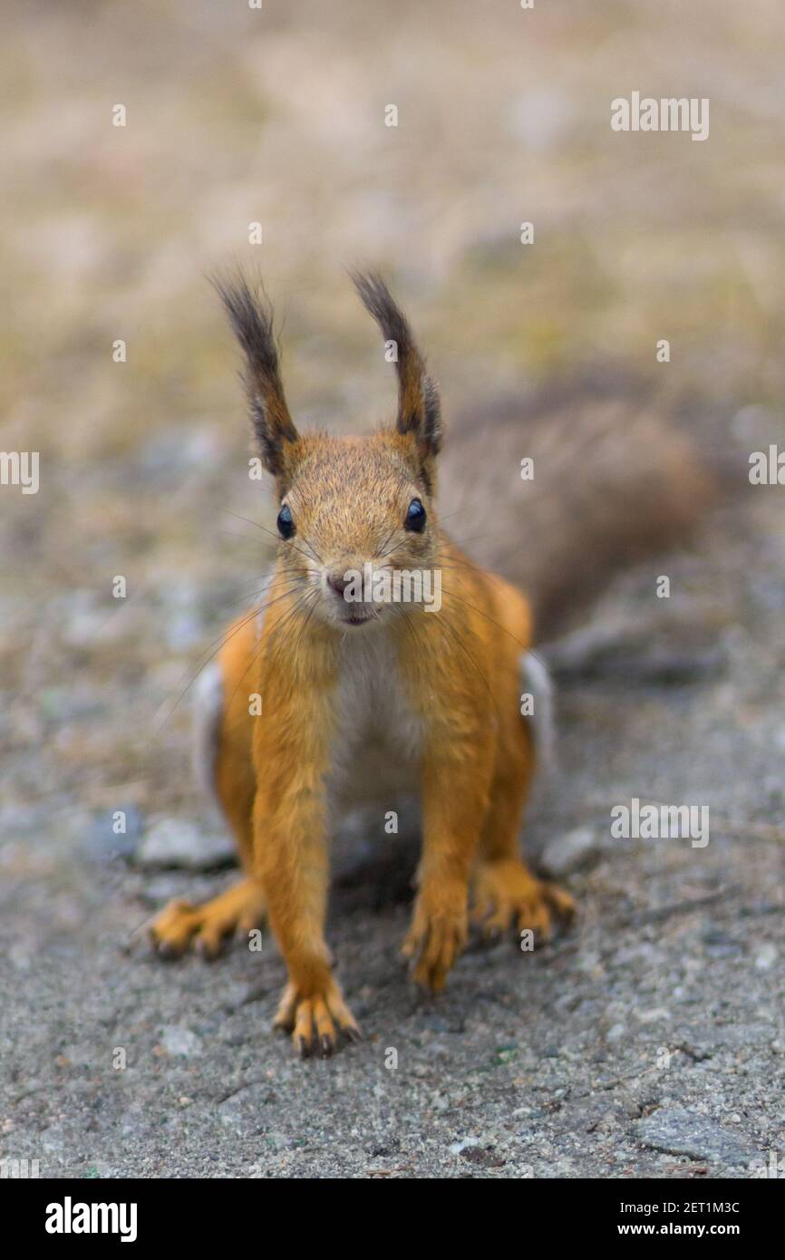 Squirrel in the forest. Soft focus on the squirrel Stock Photo - Alamy