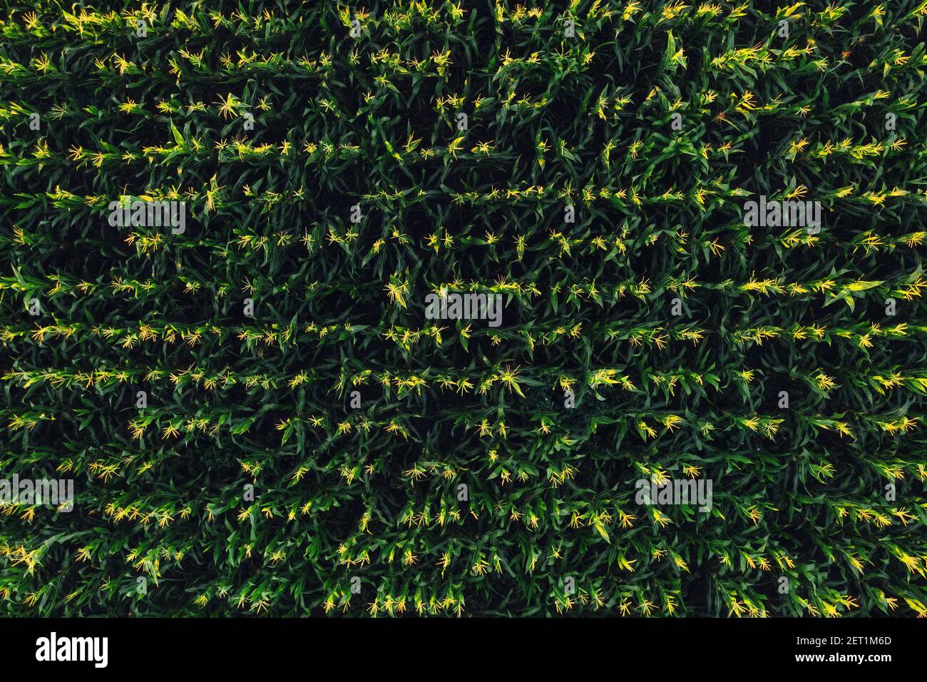 Green corn field aerial view from drone pov, top down Stock Photo - Alamy