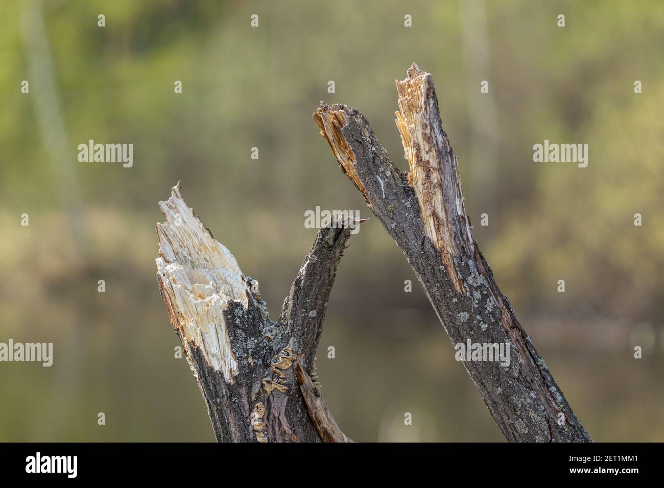 Broken tree stick hi-res stock photography and images - Alamy