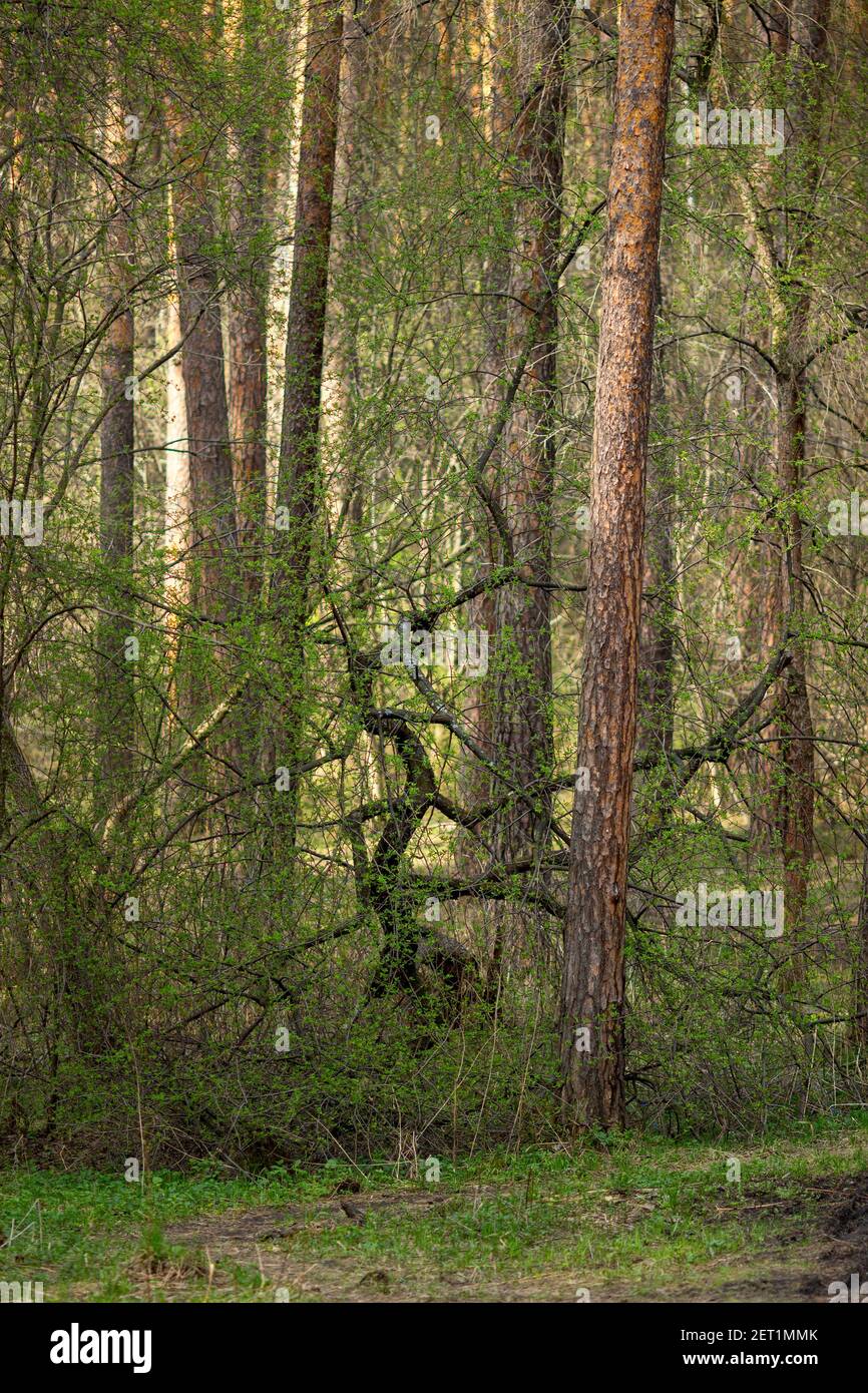 Sunny summer forest park nature hi-res stock photography and images - Alamy