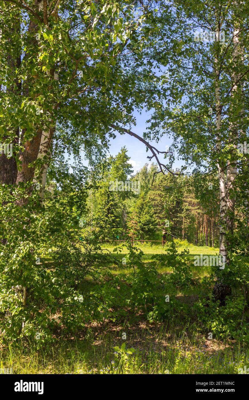 Group of trees sunny wood hi-res stock photography and images - Alamy