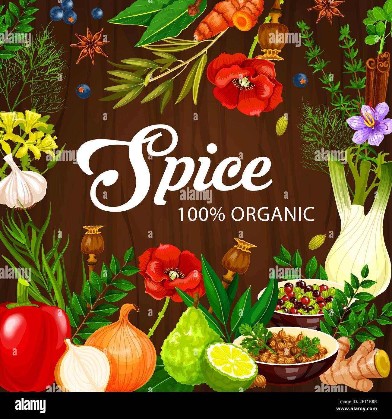 Spices and herbs, cooking seasonings and condiments vector herbal ...