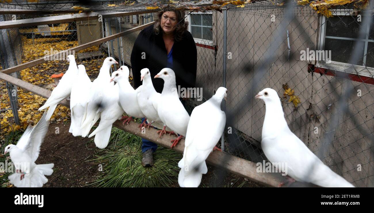 Several of the 100 white doves owned by Phyllis and Jeff Stevens ...